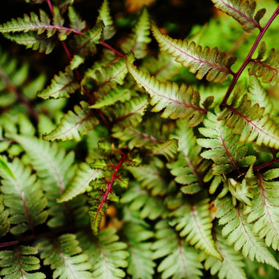 Athyrium niponicum 'Ursulas Red' - 1Ltr Potted - Marginal Aquatic Pond ...
