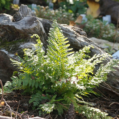 Athyrium otophorum okanum - 3Ltr Bareroot - Marginal Aquatic Pond Plant