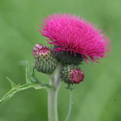 Atropurpureum Brook Thistle Perennials Flowering Plants Cirsium ...