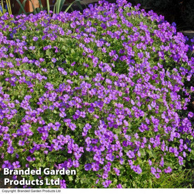 Aubrieta cultorum Cascade Purple 1 Litre Potted Plant x 1