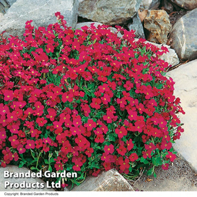 Aubrieta cultorum Cascade Red 1 Litre Potted Plant x 1