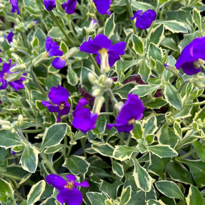 Aubrieta Doctor Mules Variegata - 9cm Pot | DIY at B&Q