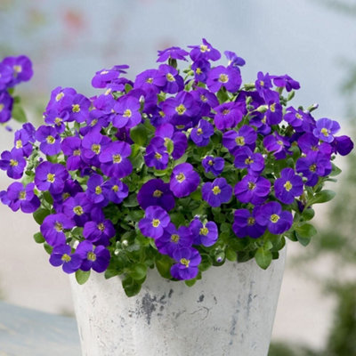 AUBRIETA GRACILIS KITTE BLUE 9CM POT ALPINE PERENNIAL PLANT