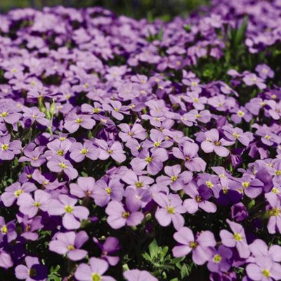 Aubrieta Purple Cascade F1 Hybrid 1 Packet (150 Seeds)