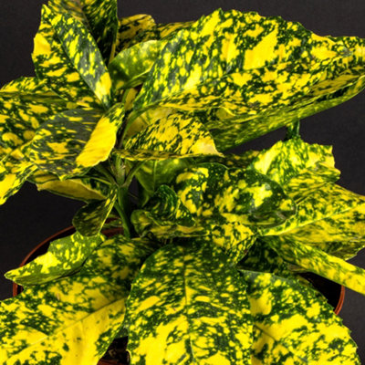 Aucuba Golden Girl Garden Shrub - Vibrant Gold-Splashed Foliage, Shade ...