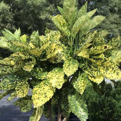 Aucuba Marmorata Garden Shrub - Striking Variegated Foliage, Shade ...