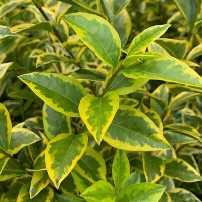 Aureum Golden Privet Hedging Plant Ligustrum 25 x Bare Root Plants 40cm ...