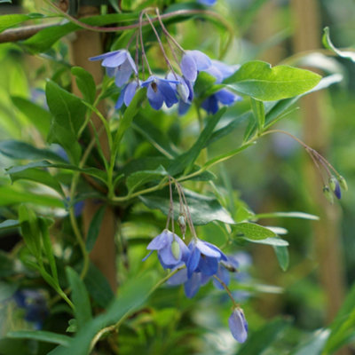Australian Bluebell Creeper, Sollya heterophylla in a 2L Pot
