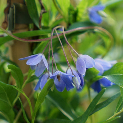 Australian Bluebell Creeper, Sollya heterophylla in a 2L Pot