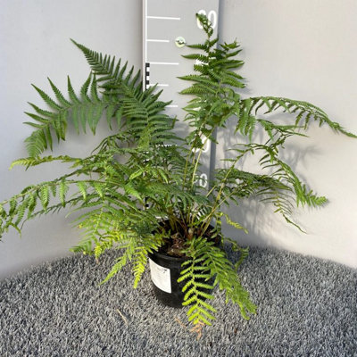 Australian Fern Tree - Dicksonia Antarctica - 2 Litre Potted Plant x 1