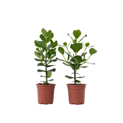 Autograph tree - 2 pcs. - Clusia rosea Princess - Height 50-60cm - Pot 17cm