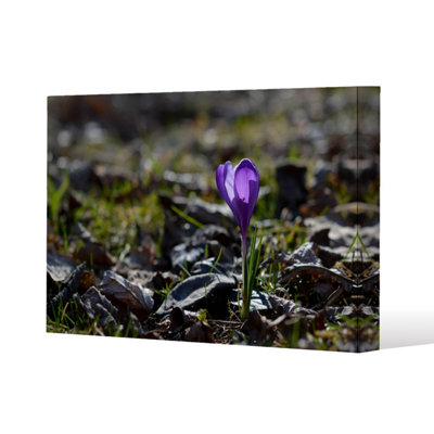 autumn flower bloom in nature (Canvas Print) / 31 x 41 x 4cm