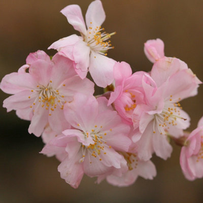 Autumnalis Rosea Pink Autumn Cherry Blossom Tree Ornamental Prunus ...