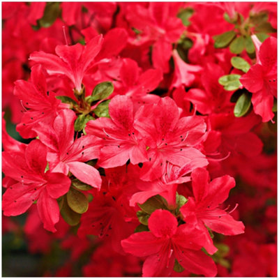 Azalea Addy Wery in a 9cm pot, Vibrant Orange Red Blooms