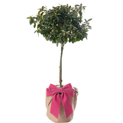 Azalea Bicolour Patio Tree - Gorgeous Flowers, Ideal for Small UK ...