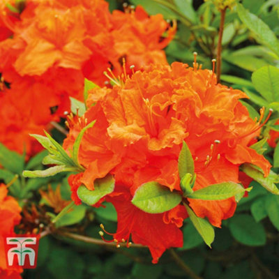Azalea Dwarf Orange 9cm Pot x 1