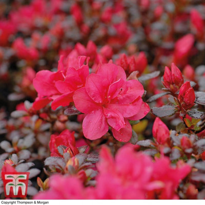 Azalea Dwarf White 9cm Pot x 1