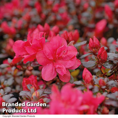Azalea Dwarf White 9cm Pot x 1