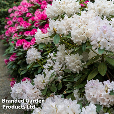 Azalea Dwarf White 9cm Pot x 1 | DIY at B&Q