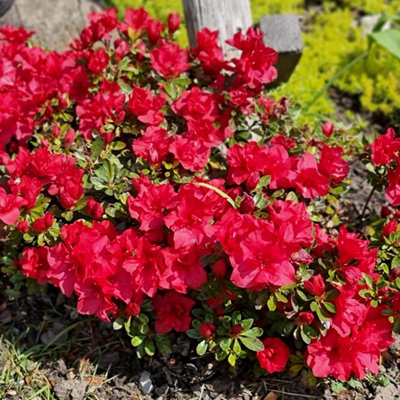 Azalea Encore Collection 8cm x3