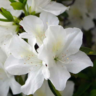 Azalea Encore in an 8cm Pot - Garden Ready Plants Ready to Plant Out in ...