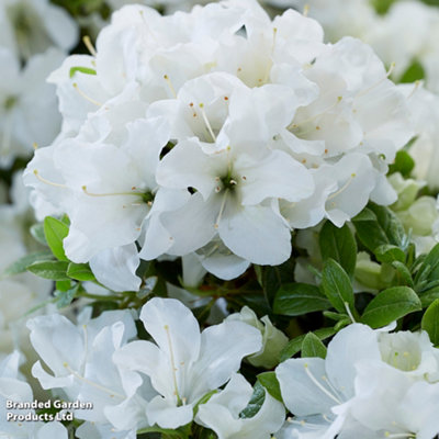 Azalea Encore Pure White 3 Litre Potted Plant x 1