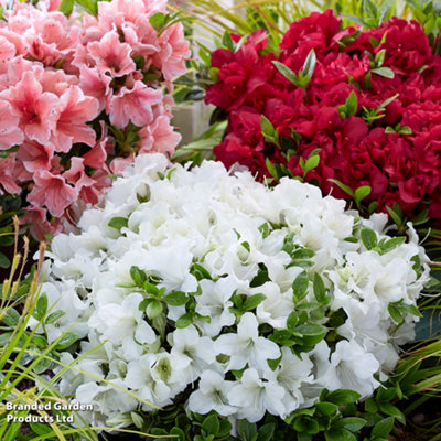 Azalea Encore Pure White 3 Litre Potted Plant x 1