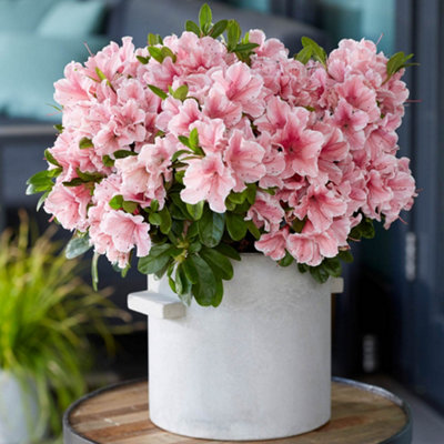 Azalea Encore Sunburst in 8cm Pot - Garden Ready Plants Ready to Plant ...