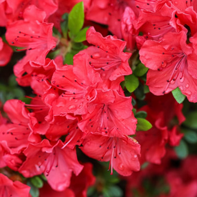 Azalea Geisha Red - Evergreen Shrub, Exquisite Red Blooms (20-30cm ...