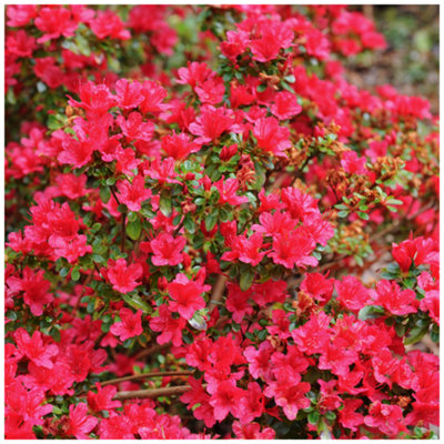 Azalea Hino Crimson in a 9cm Pot,Small Bright Crimson Flowers
