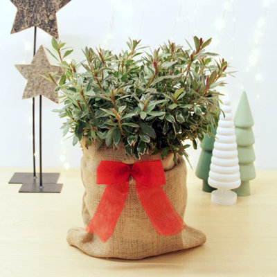 Azalea Hot Shot Plant in 3L Pot with Hessian Gift Wrap - Evergreen ...