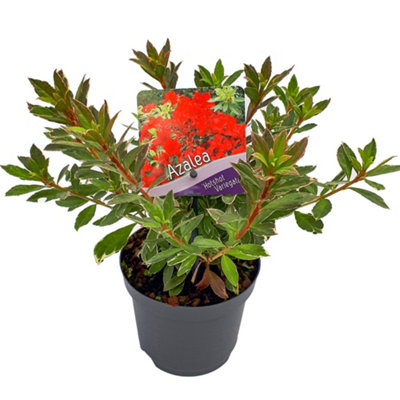 Azalea Hotshot Variegata - Variegated Foliage, Evergreen Shrub, Vibrant ...