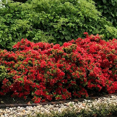 Azalea Hotshot Variegata - Variegated Foliage, Evergreen Shrub, Vibrant ...