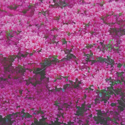 Azalea Japonica Amoena Dwarf Evergreen Shrub Magenta-Purple Blooms Late ...