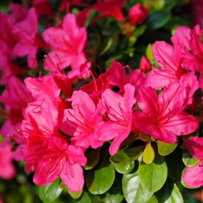 Azalea japonica Dark Pink 17cm Potted Plant x 1