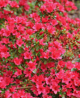 Azalea Japonica Hino Crimson - 1 X 8cm Pot