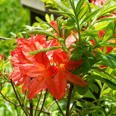 Azalea japonica Orange Three Established Plants in 9cm Pots
