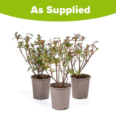 Azalea japonica Orange Three Established Plants in 9cm Pots