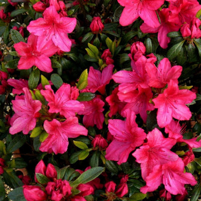 Azalea Japonica Vuyk s Scarlet Evergreen - Crimson Red Flowers RHS ...