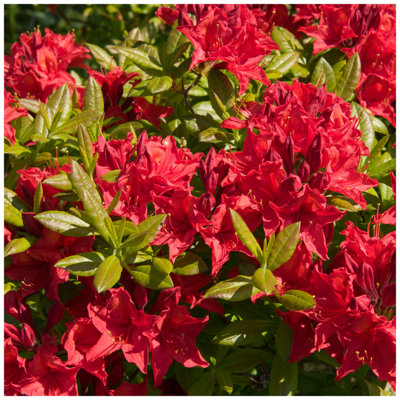 Azalea Japonica 'Vuyk's Scarlet' / Rhododendron in 9cm Pot 3FATPIGS