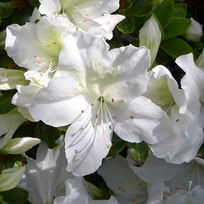 Azalea Mary Helen 2 Litre Potted Plant x 1