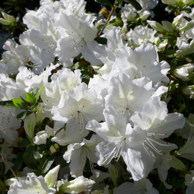 Azalea Mary Helen 2 Litre Potted Plant x 1