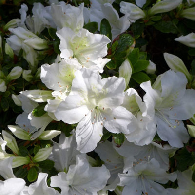 Azalea Mary Helen 2 Litre Potted Plant x 1