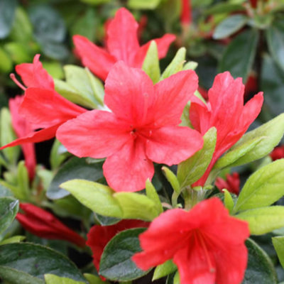 Azalea Orange Plant - Vibrant Blooms, Compact Size, Hardy (20-30cm ...