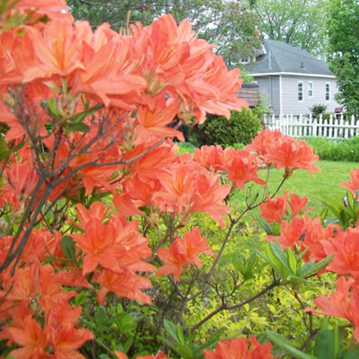 Azalea Orange - Vibrant Flowers, Evergreen Shrub, Hardy (20-30cm Height ...