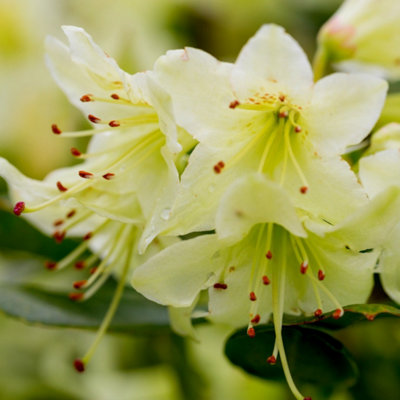 Azalea / Rhododendron Shamrock Hardy Plant In 9cm Pot, Pale Green ...