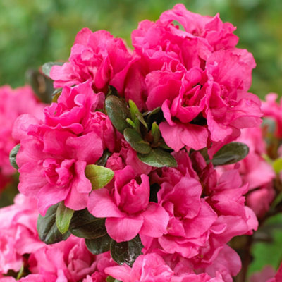 Azalea Rokoko - Evergreen Shrub, Pink Blooms, Compact Size (20-30cm ...
