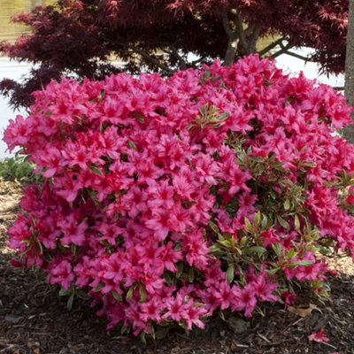 Azalea Silver Sword - Evergreen Shrub, Pink Blooms with Variegated ...