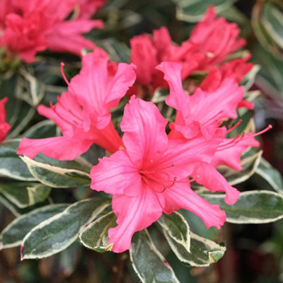 Azalea Silver Sword - Evergreen Shrub, Pink Blooms with Variegated ...