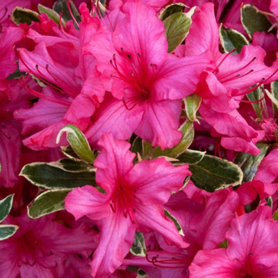Azalea Silver Sword - Evergreen Shrub, Pink Blooms with Variegated ...